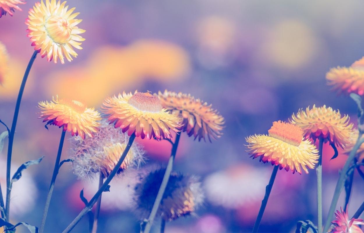 Billeder - format og størrelser | DOF IT Support